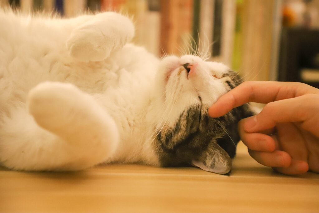 An Introduction To Cat Breed Recognition APIs And Its Top 3 Benefits ...